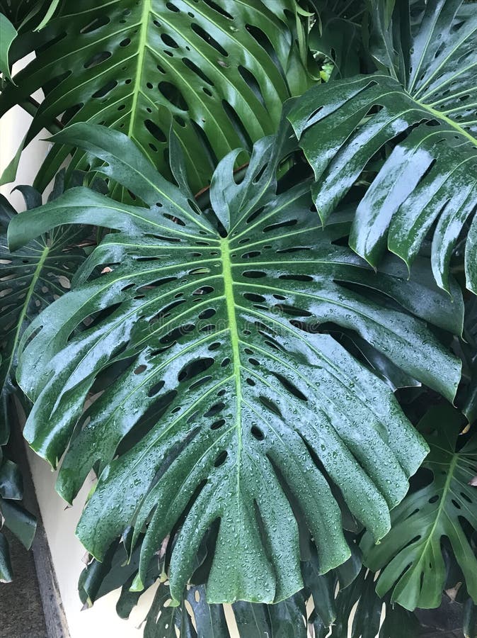 Adam& x27;s rib leaf stock image. Image of green - 106779715