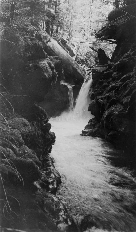 Adams Creek Falls, Tributary Of Cispus River Picture. Image: 222368765