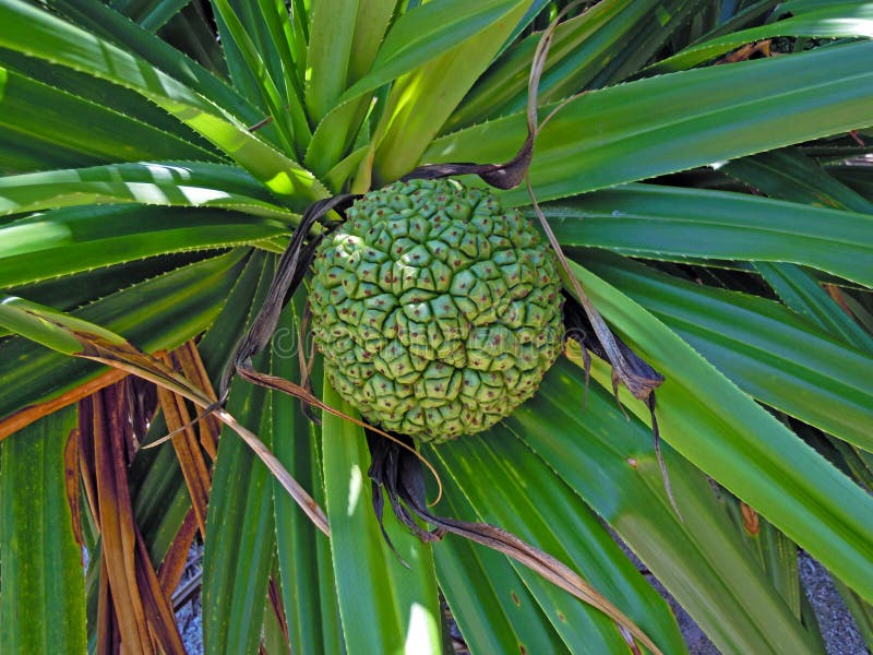 Adan Fruit stock image. Image of sand, japan, sandy, adan - 35059105
