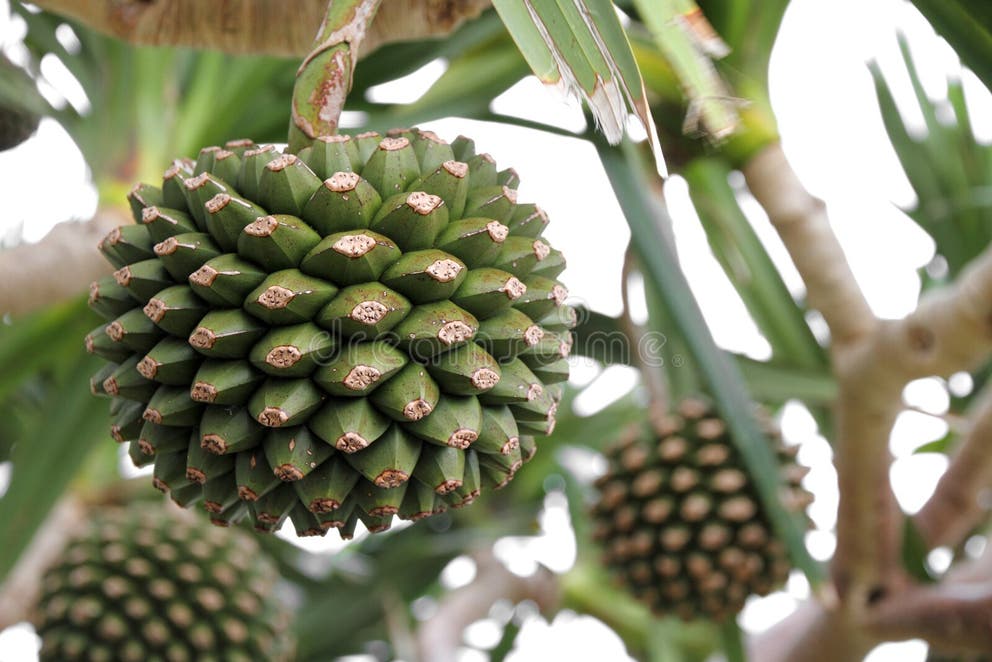 Adan fruit tree stock photo. Image of food, tree, japanese - 22689456