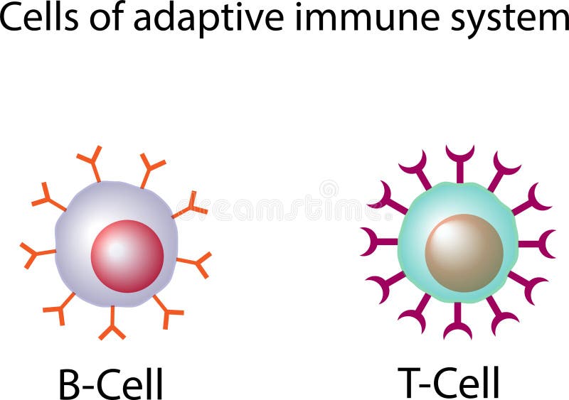 Cells of Adaptive Immune System Stock Vector - Illustration of nucleus ...