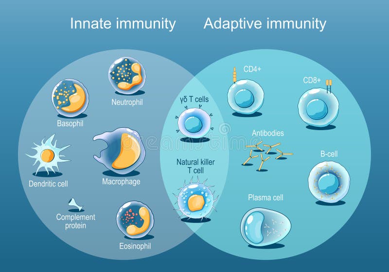 Adaptive and Innate Immunity. Cells of the Immune System Stock Vector ...