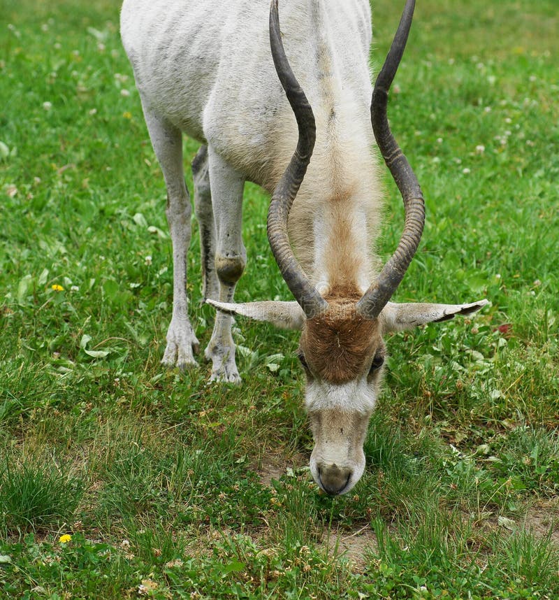 Adax 1 stock image. Image of animal, bovidae, mammal - 19824803