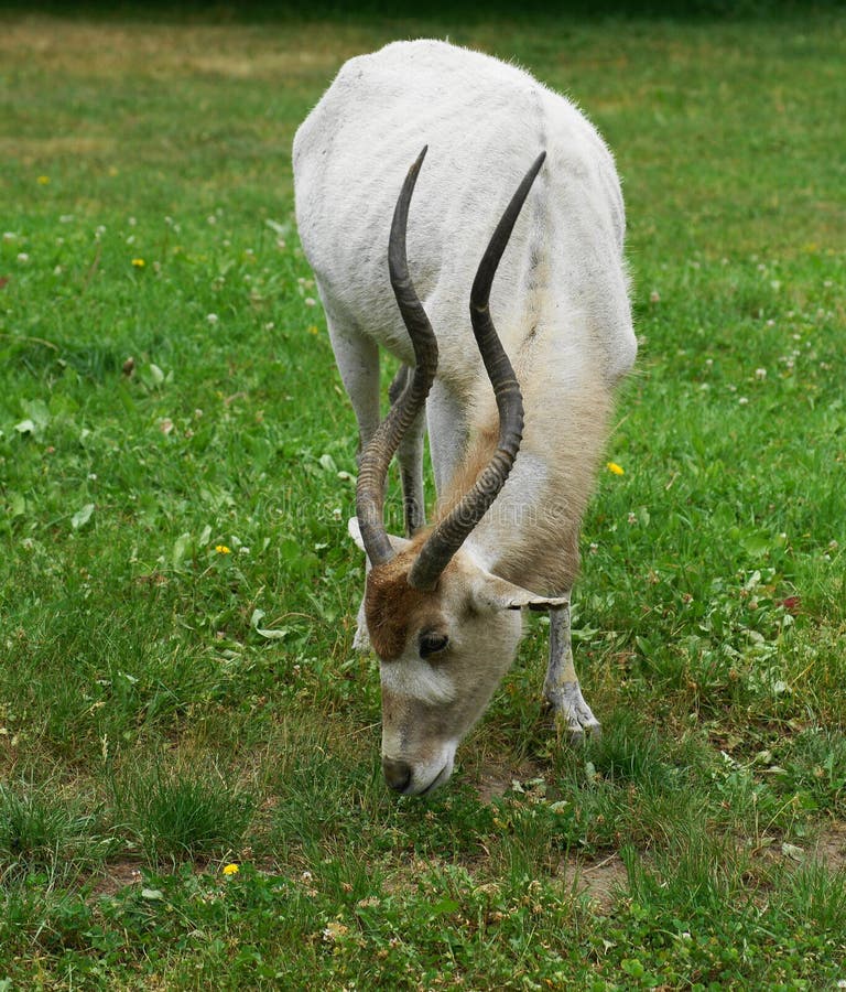 ADAX 1 stock image. Image of animal, bovidae, mammal - 19824803