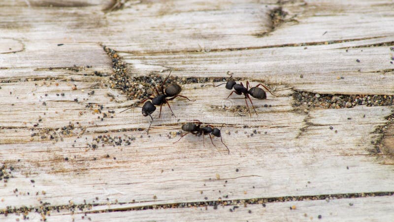 AntsLog stock photo. Image of worker, beige, insect - 129331216