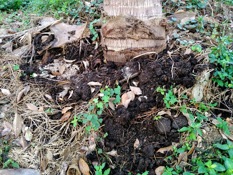 Apply Manure To the Base of the Coconut Tree. Stock Image - Image of ...