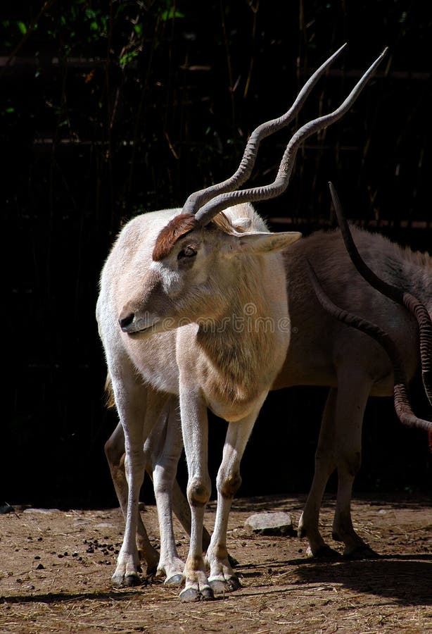 Addax stock photo. Image of animal, endangered, white - 1130226