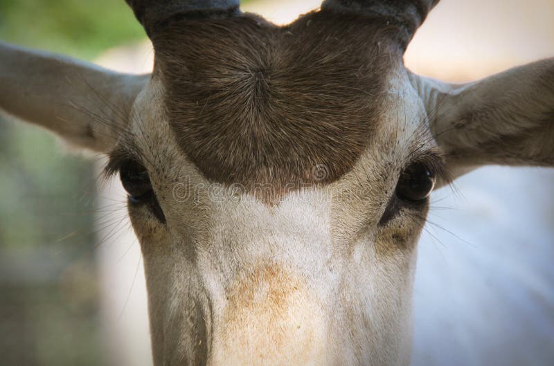 Addax stock photo. Image of hoofed, horned, camera, wildlife - 12792608