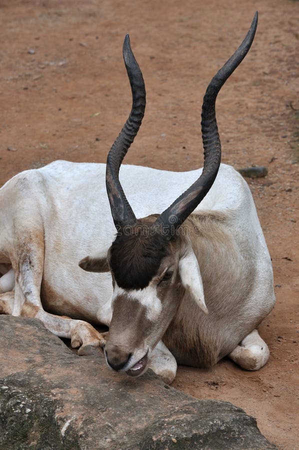 A addax stock image. Image of twist, living, mammal, wildlife - 14342651