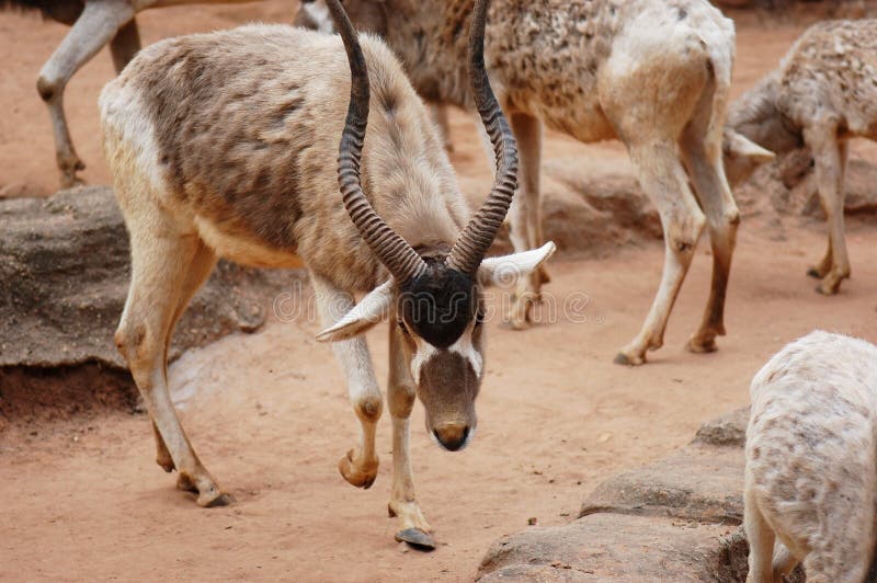 The addax stock photo. Image of head, species, africa - 15872944
