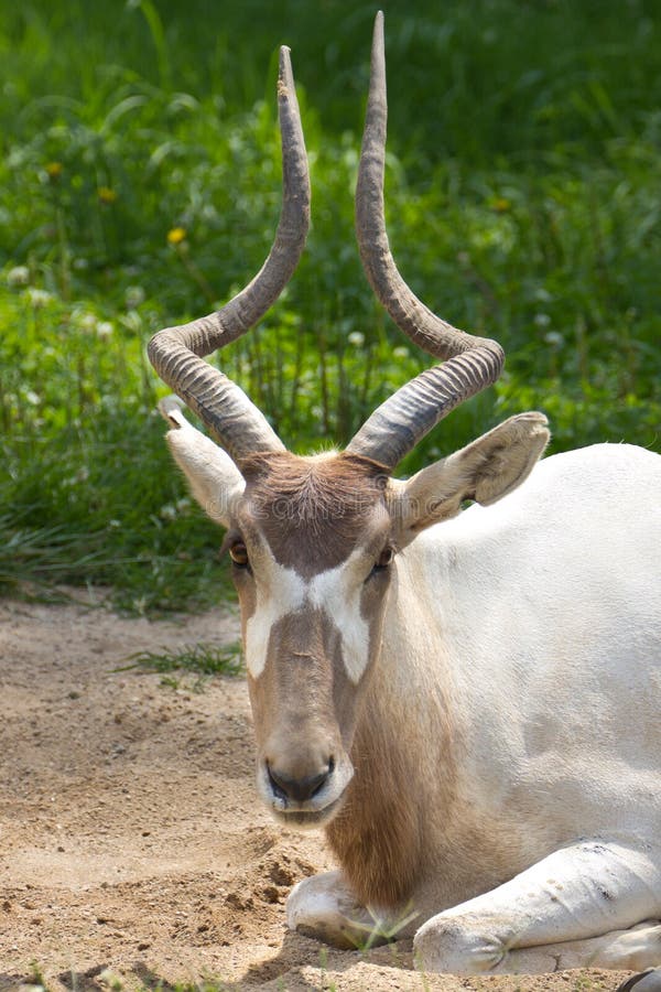 Addax stock image. Image of antelope, summer, screwhorn - 20130153
