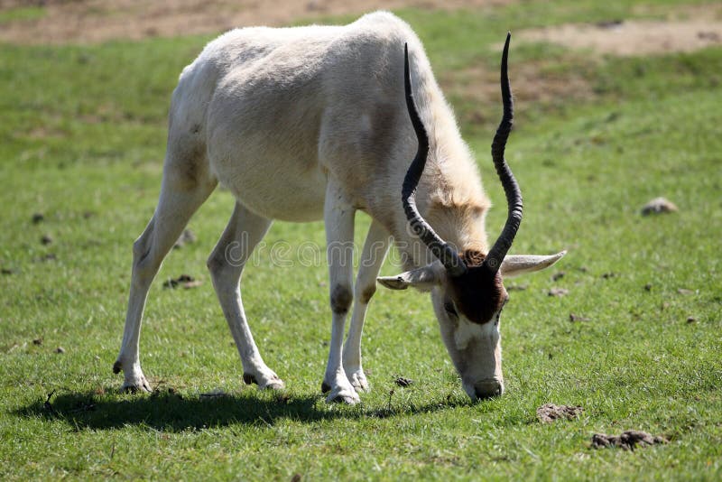 Addax stock image. Image of wildlife, animal, grazing - 24775129