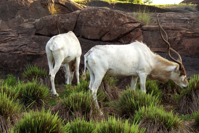 Addax stock image. Image of wild, endangered, critically - 25252949