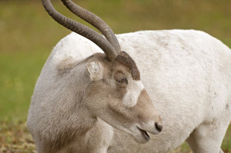 Addax stock photo. Image of natural, outdoor, animal - 28158126