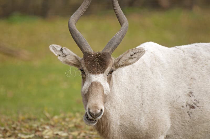 Addax stock image. Image of vertebrate, exotic, outside - 28158127