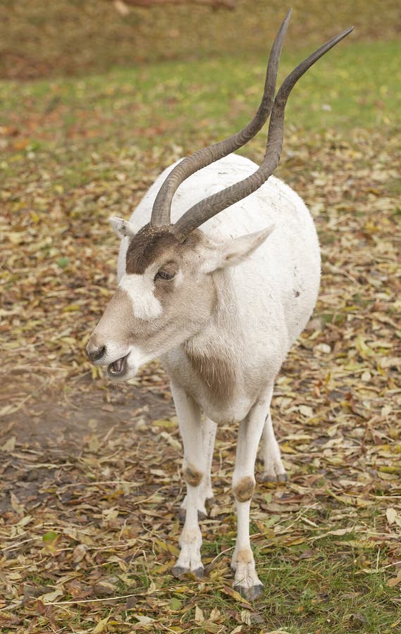 Addax stock image. Image of vertebrate, exotic, outside - 28158127