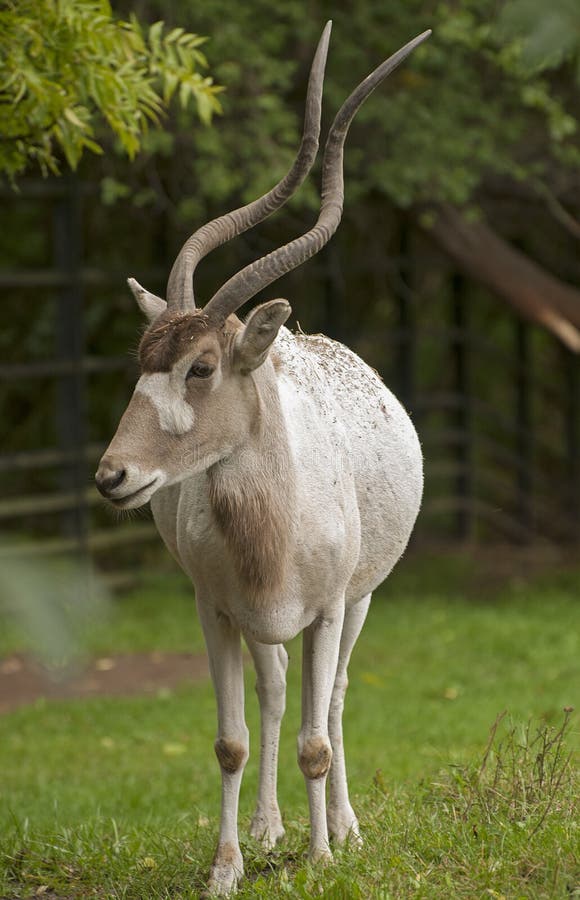 Addax stock photo. Image of vivid, antelope, park, herbivore - 28206564