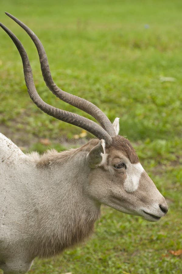 Addax photo stock. Image du exotique, désert, sahara - 28206576