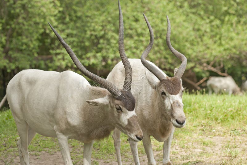 Addax stock photo. Image of ungulate, together, wild - 29677442