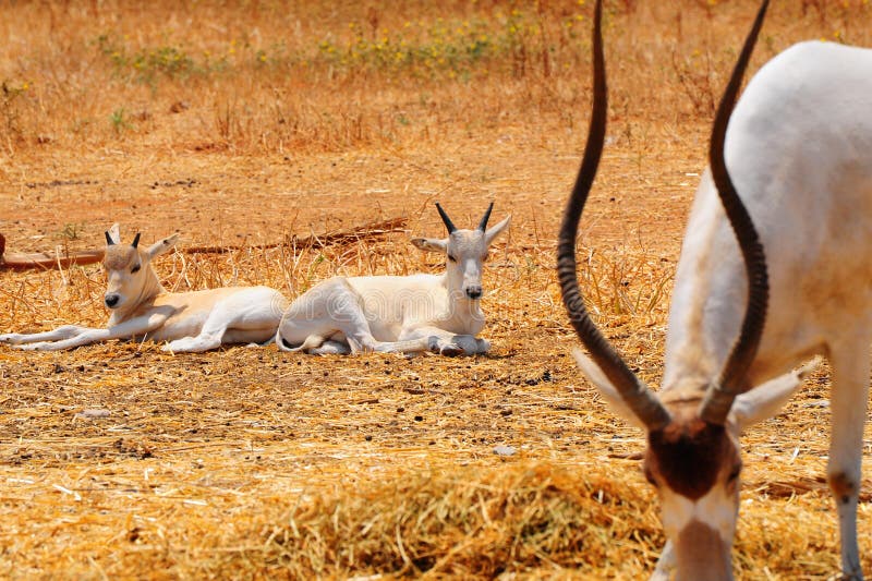 Addax eating grass stock image. Image of safari, savanna - 19357513