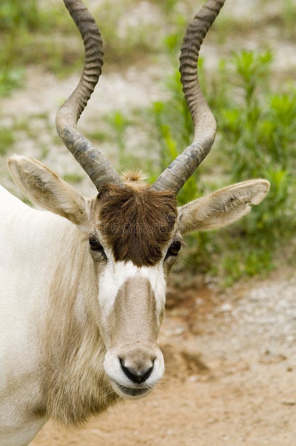 Portrait of an Addax stock image. Image of curve, beautiful - 14522741