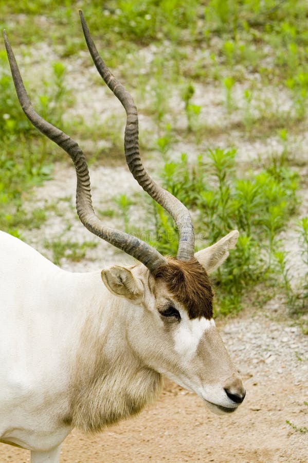 Addax - Addax Nasomaculatus Stock Photo - Image of wildlife, buck: 1046184
