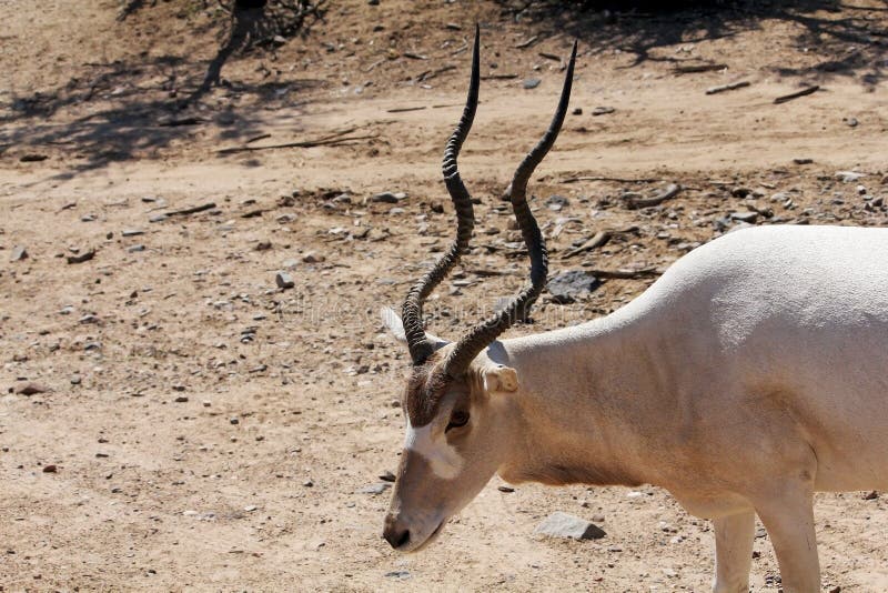 Addax antelope stock image. Image of sunny, mammal, horn - 9796723