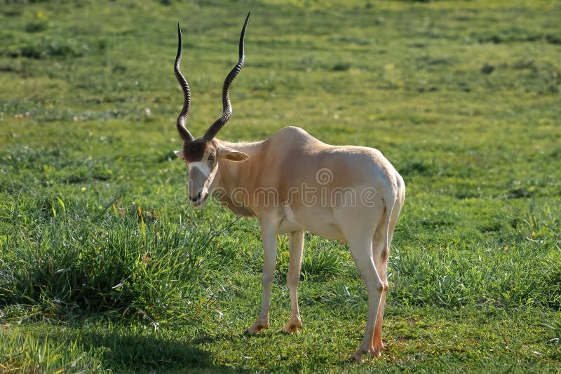 Addax Antelope - Horned Antelope Stock Image - Image of desert ...