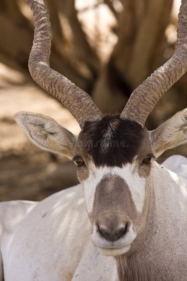 Addax antelope stock image. Image of sunny, mammal, horn - 9796723