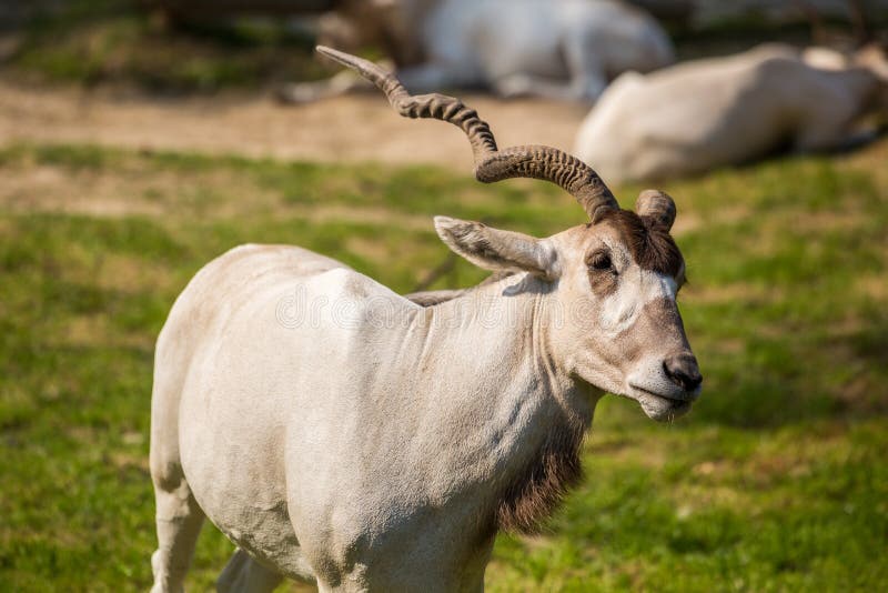 Addax antelope stock image. Image of sunny, mammal, horn - 9796723