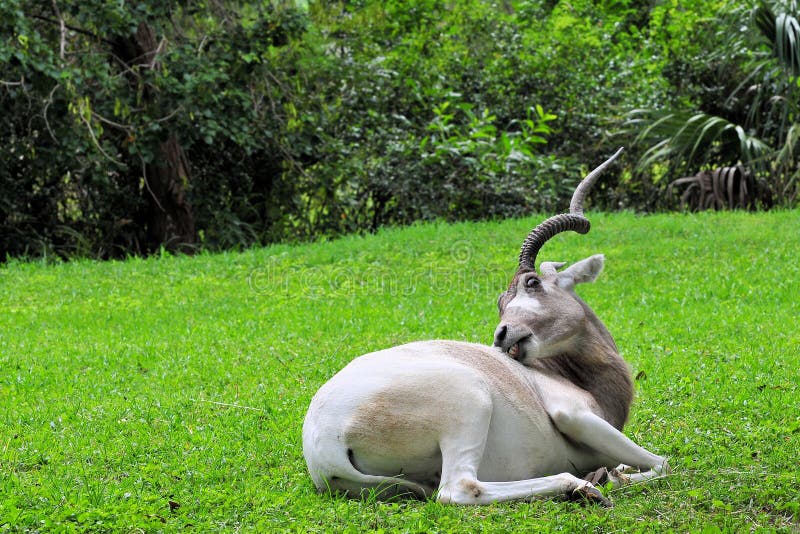Addax Antelope Scratching stock image. Image of horns - 21511859