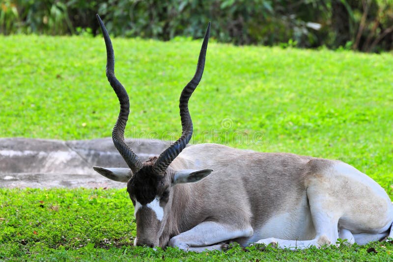 Addax antelope in zoo stock image. Image of wilderness - 24593087