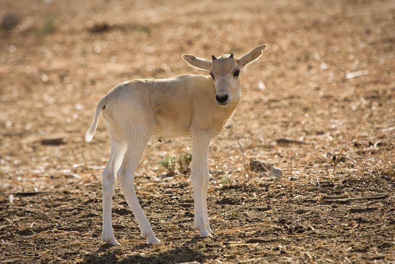 Addax calf stock photo. Image of addax, calf, spiral - 10359324