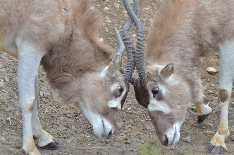Addax challenge 3 stock image. Image of head, fight, hooves - 42251197