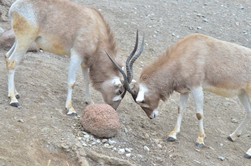 Addax challenge stock image. Image of heads, hooves, horns - 42251117