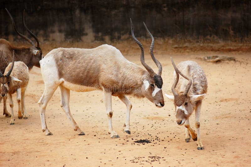 Witte Antilope, Addax stock foto. Image of sahara, afrikaans - 5220494