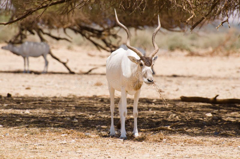 Addax eating grass stock image. Image of safari, savanna - 19357513