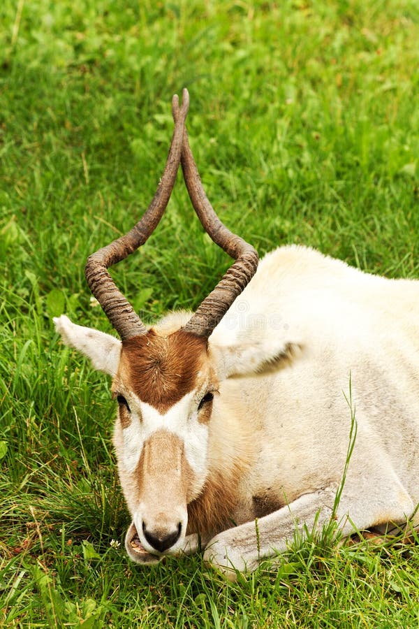Addax stock image. Image of agile, artiodactyla, african - 43578139