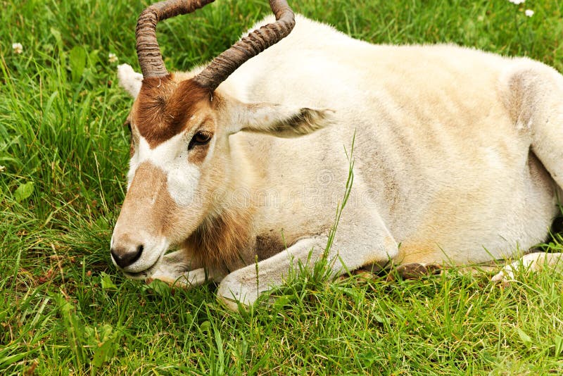 Addax stock photo. Image of addax, antelope, full, animal - 43578140