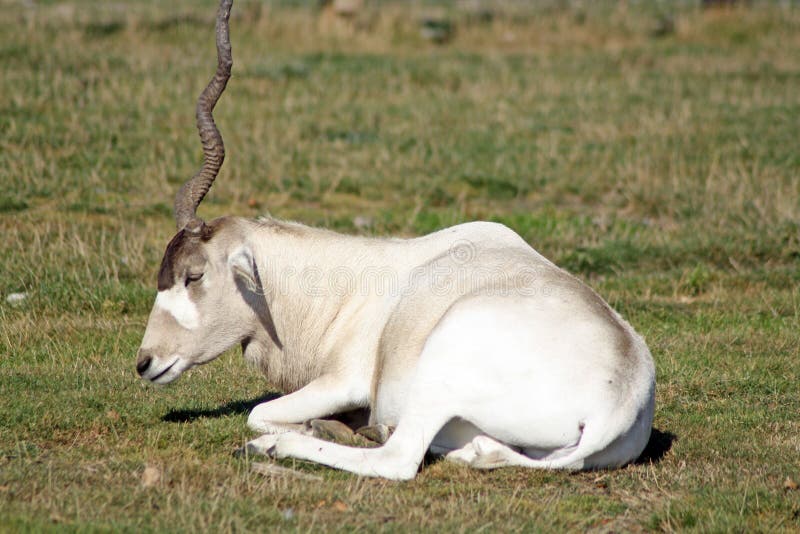 Addax eating grass stock image. Image of safari, savanna - 19357513