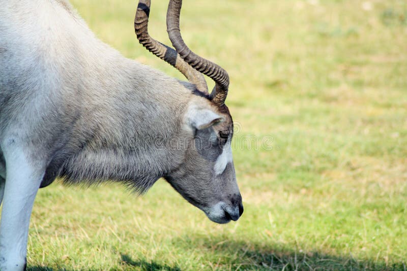 Big addax of Middle East stock photo. Image of animal - 66168156