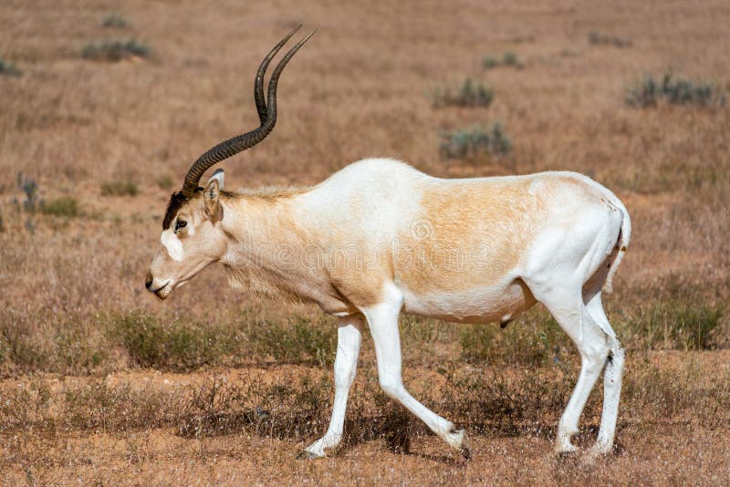 Addax in Tunisia stock image. Image of arabian, endangered - 126127489
