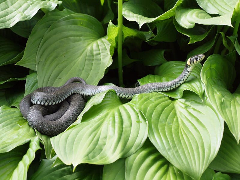 The adder stock photo. Image of predator, amazon, beautiful - 14967862