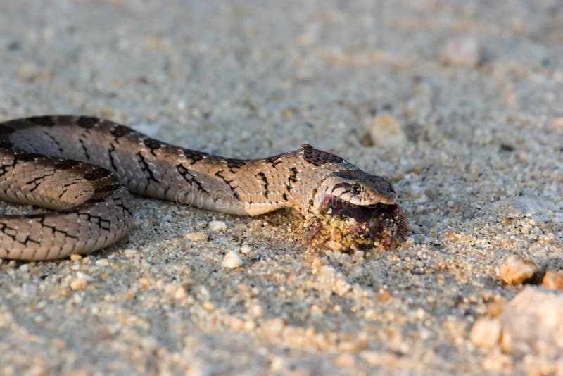 Adder Picture. Image: 1834593