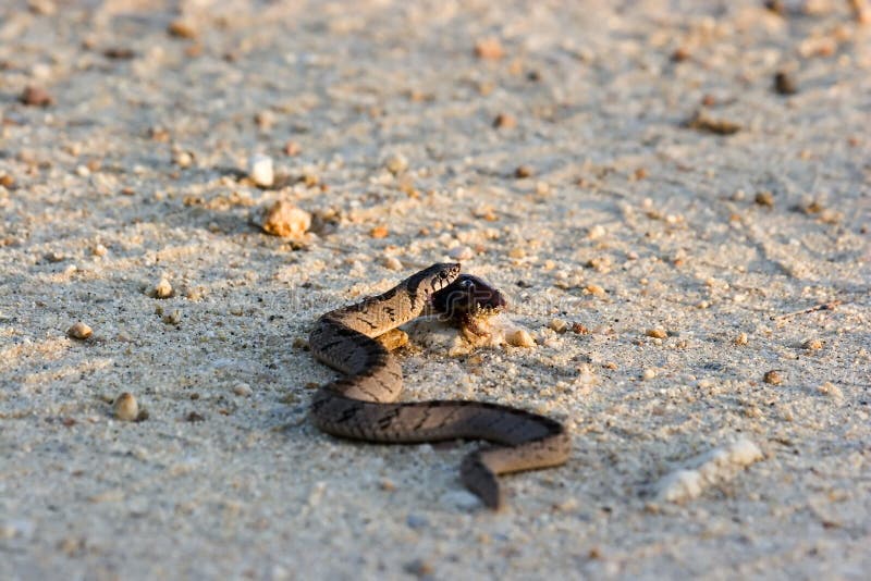 Adder stock image. Image of venom, park, adders, animals - 1834601