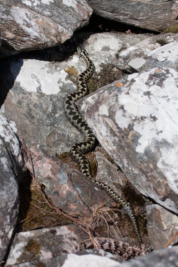 Adder stock photo. Image of wild, arrow, nature, head - 20156812