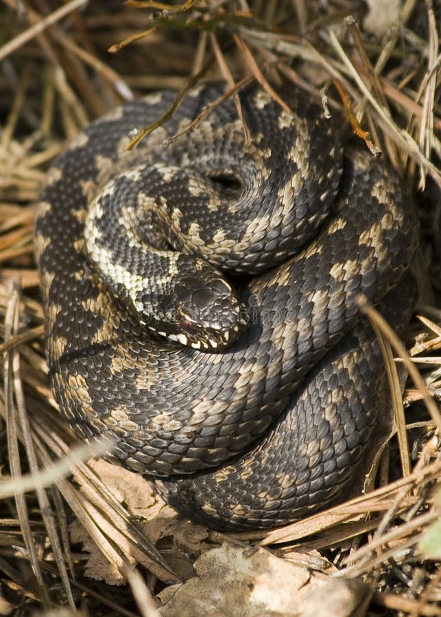 Adder stock image. Image of animal, adder, forest, crawl - 5112111