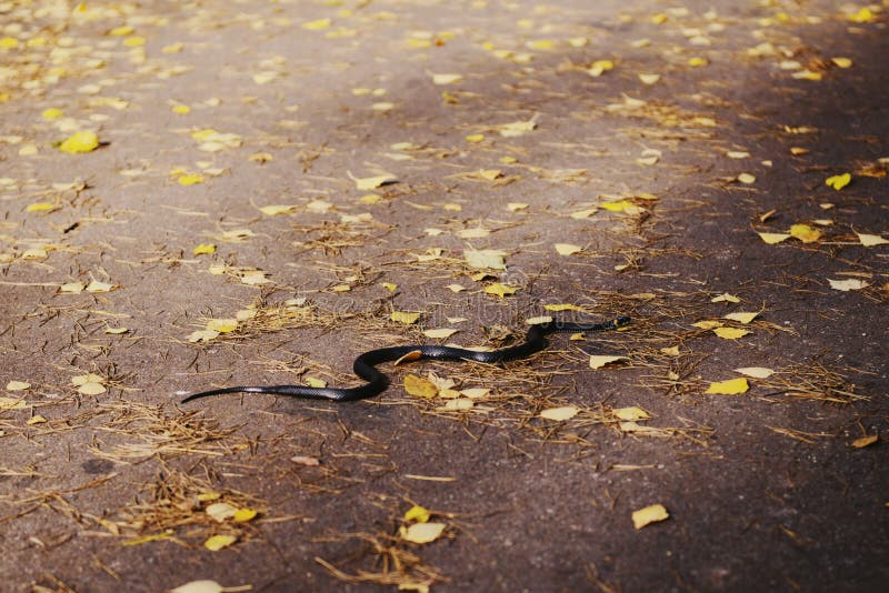 Adder Crawls on Leaves in the Autumn in the Forest. Stock Photo - Image ...