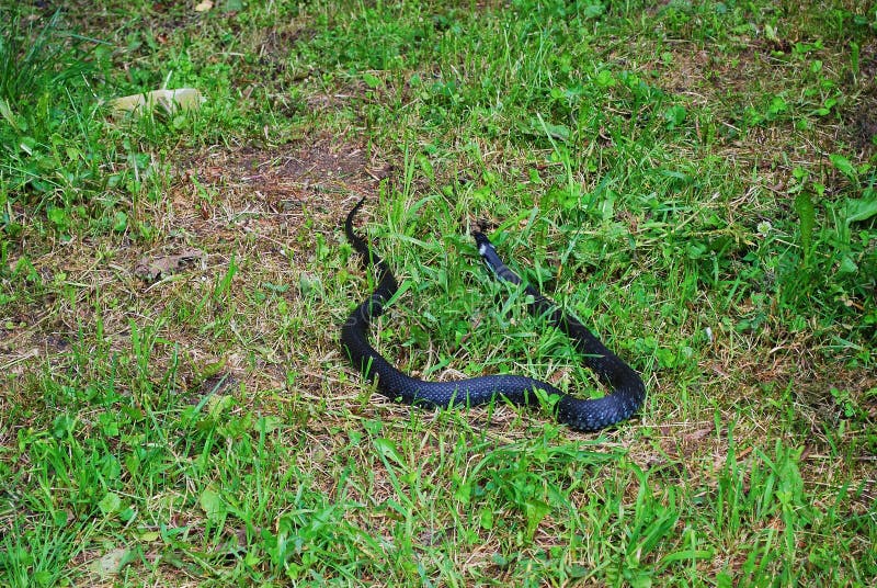Adder in the green grass stock photo. Image of reptile - 46085170