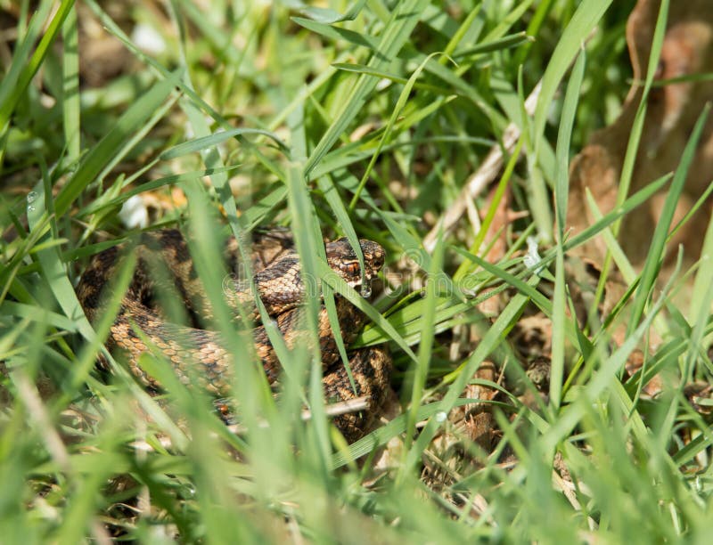 Adder Hiding stock photo. Image of berus, wild, adder - 39675182